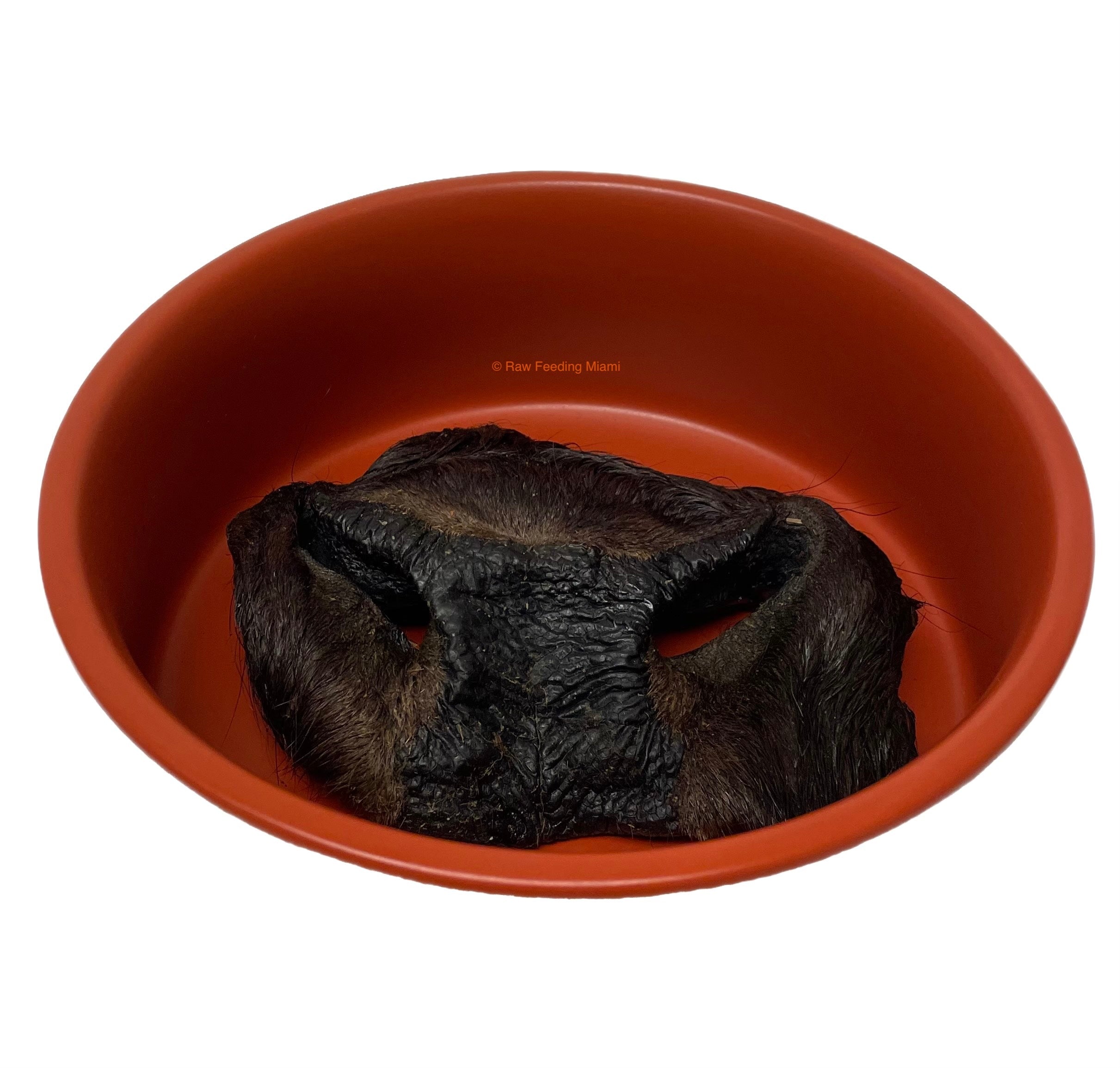 Dehydrated Bison Snout – Raw Feeding Miami