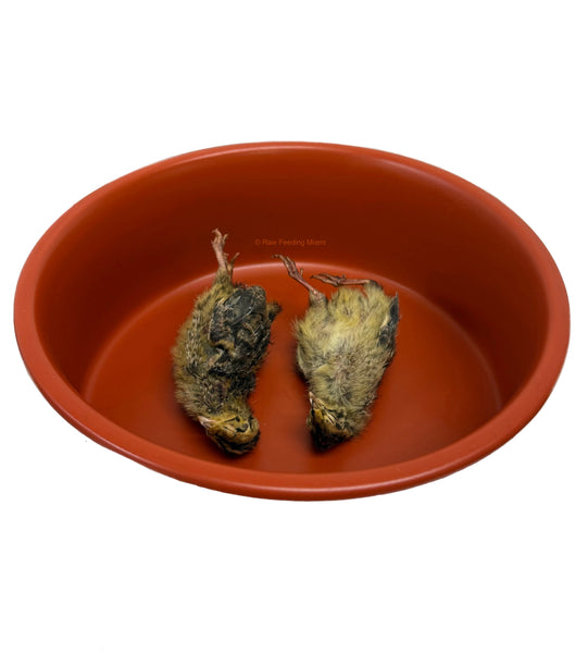 Freeze Dried Whole Prey Quail – Raw Feeding Miami
