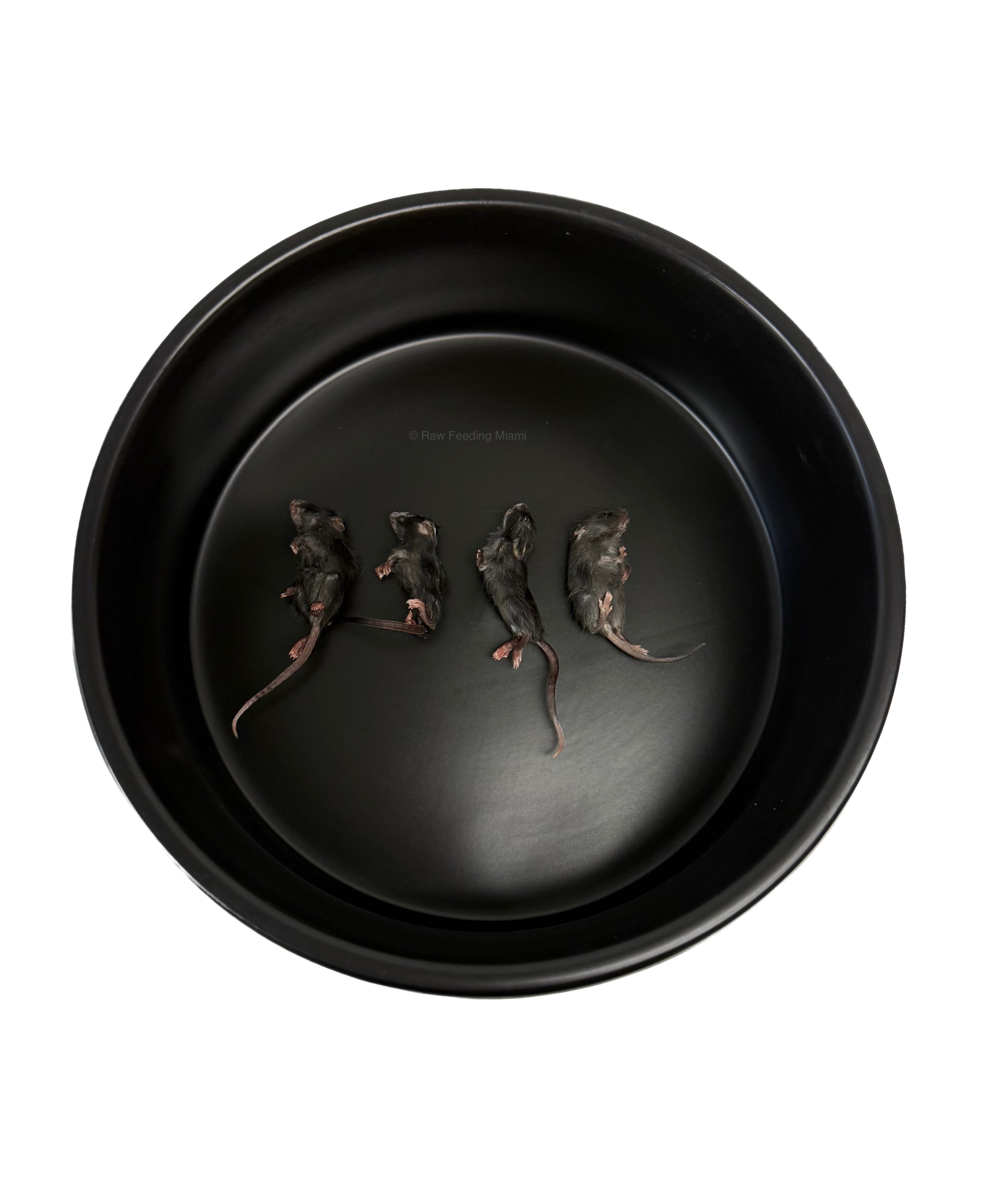 Whole Prey Fuzzy Mice – Raw Feeding Miami