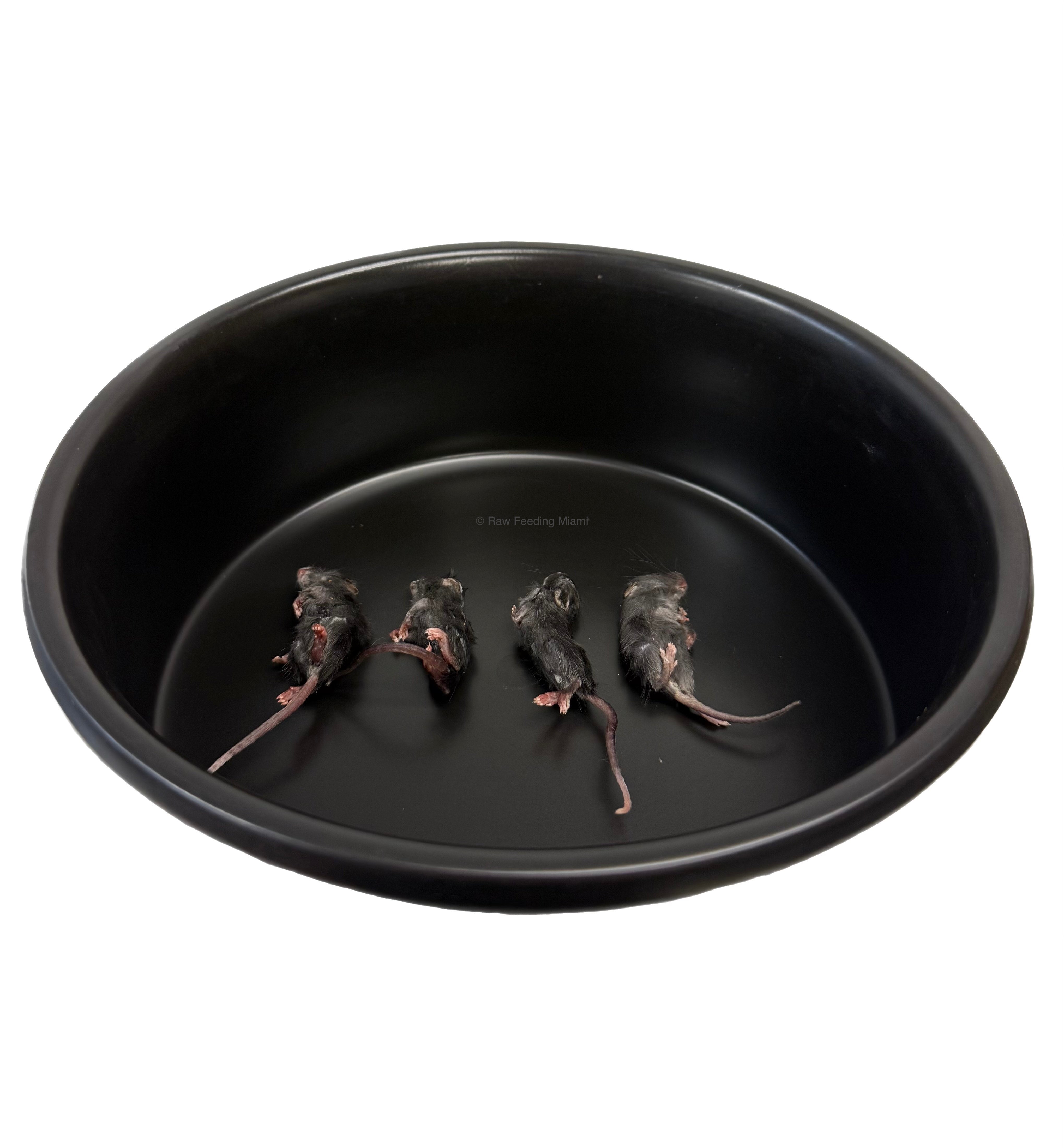 Whole Prey Fuzzy Mice – Raw Feeding Miami
