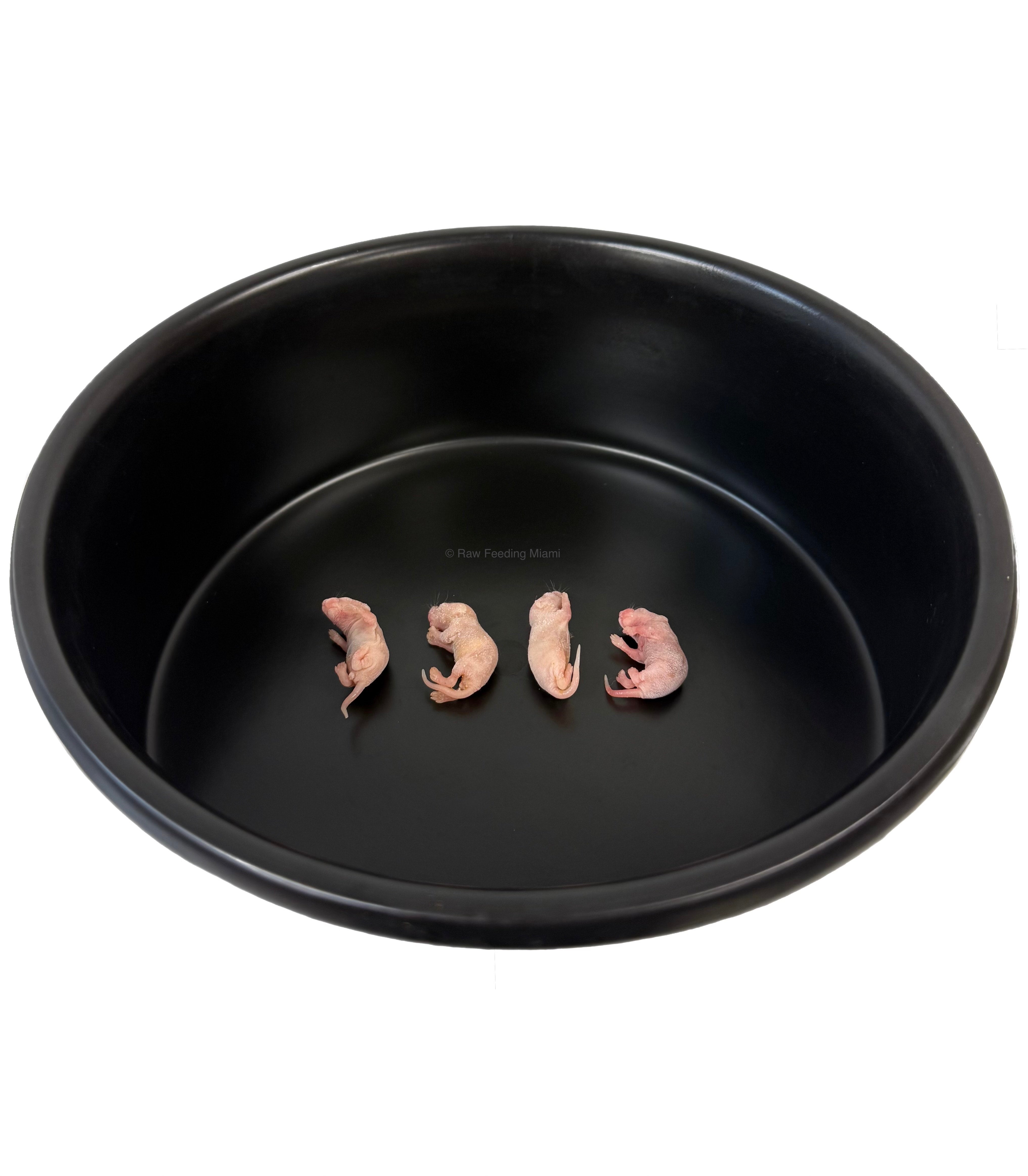 Whole Prey Fuzzy Mice – Raw Feeding Miami