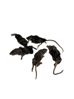 Dehydrated Pinky Mice – Raw Feeding Miami