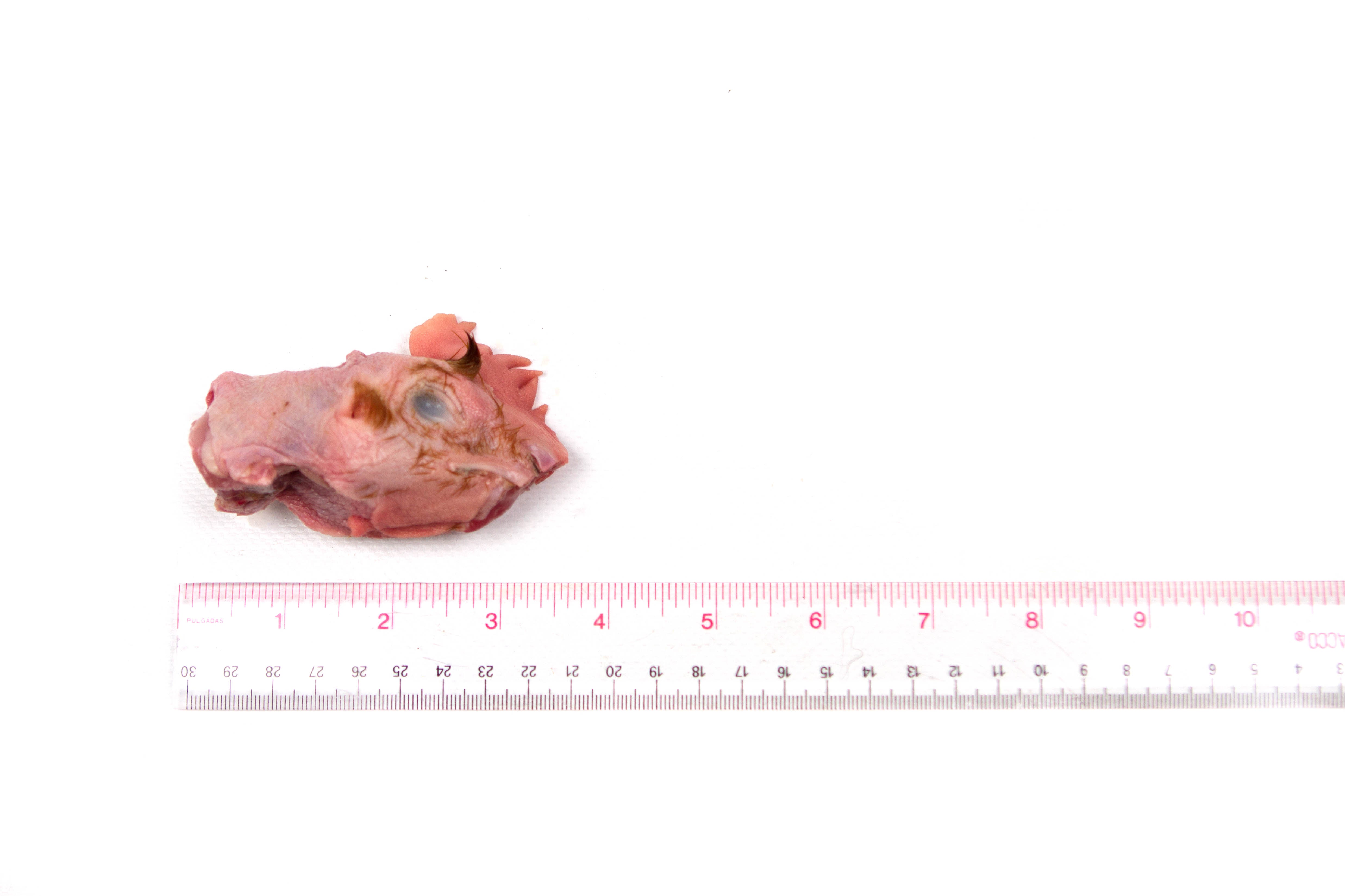 Chicken Heads – Raw Feeding Miami