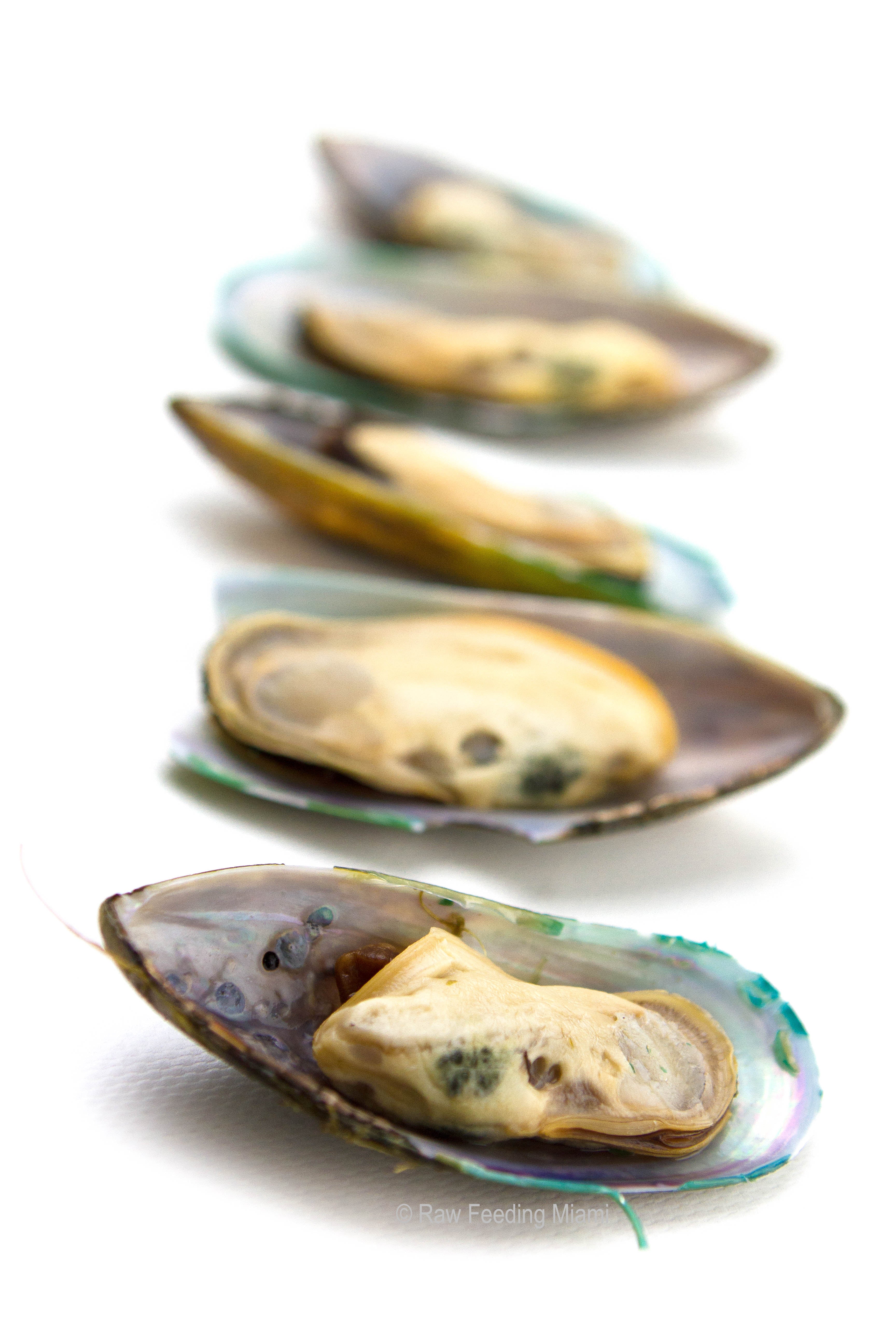 Green Lipped Mussels – Raw Feeding Miami