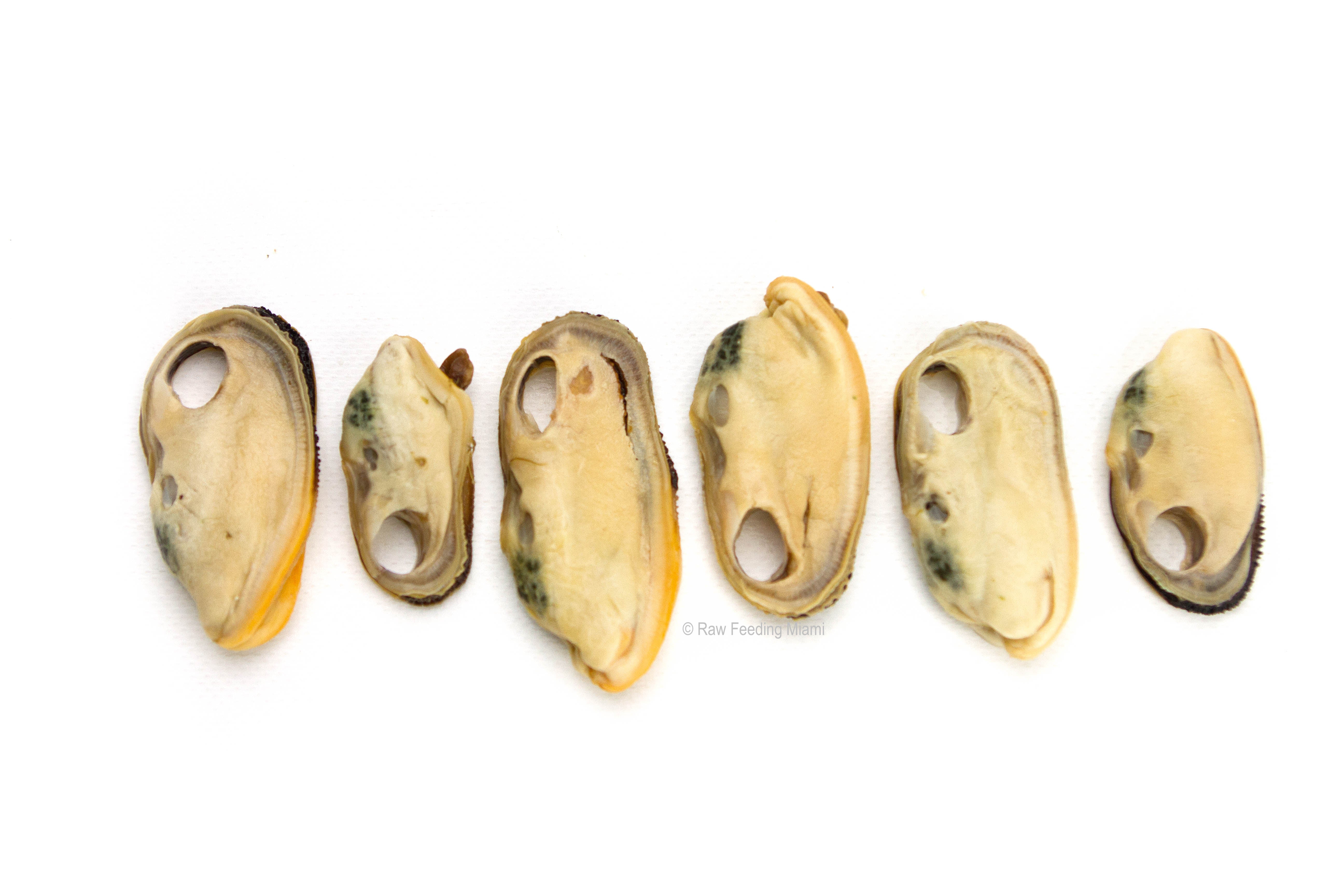 Green Lipped Mussels – Raw Feeding Miami
