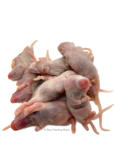 Whole Prey Fuzzy Mice – Raw Feeding Miami