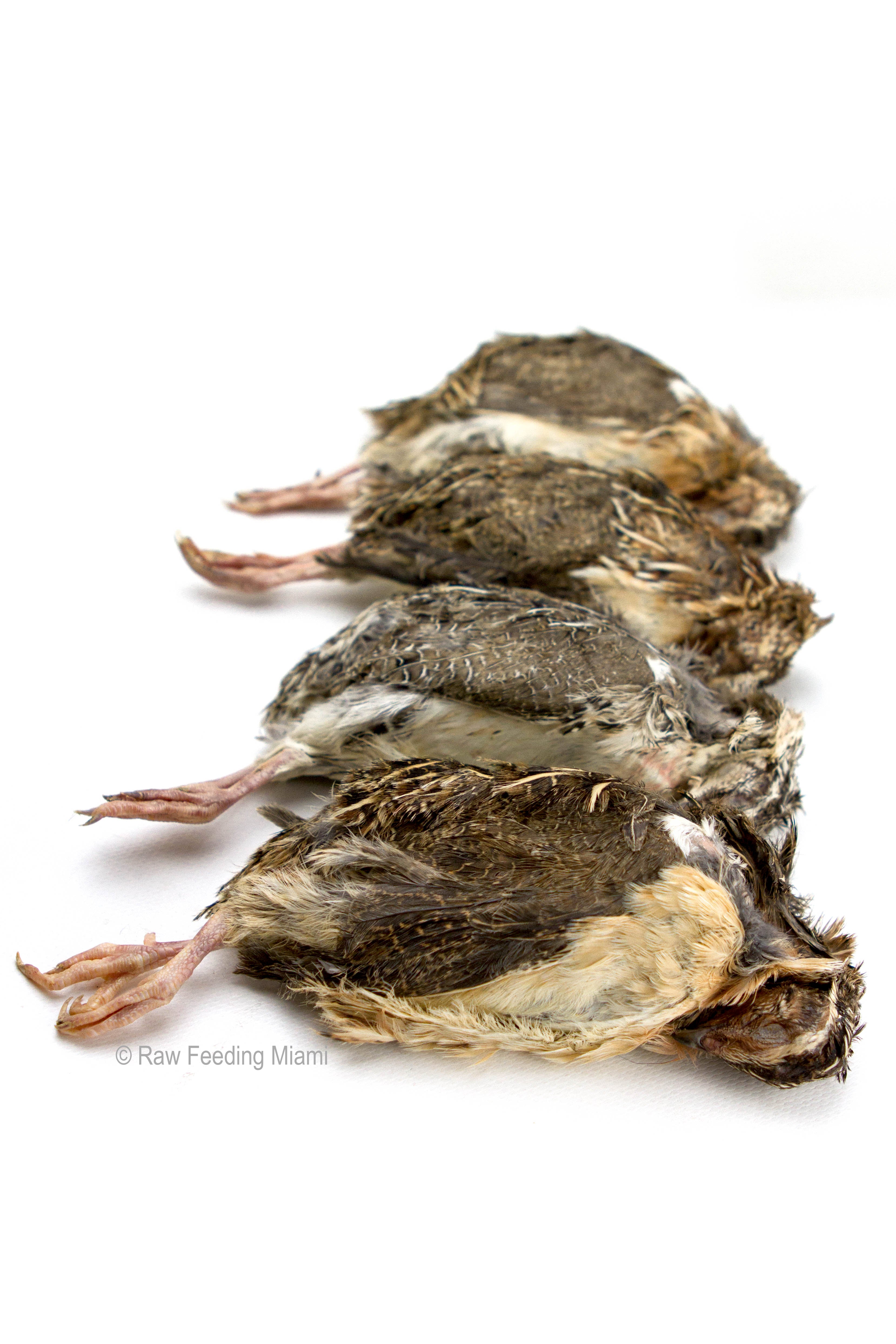 Raw Whole Quails – Raw Feeding Miami