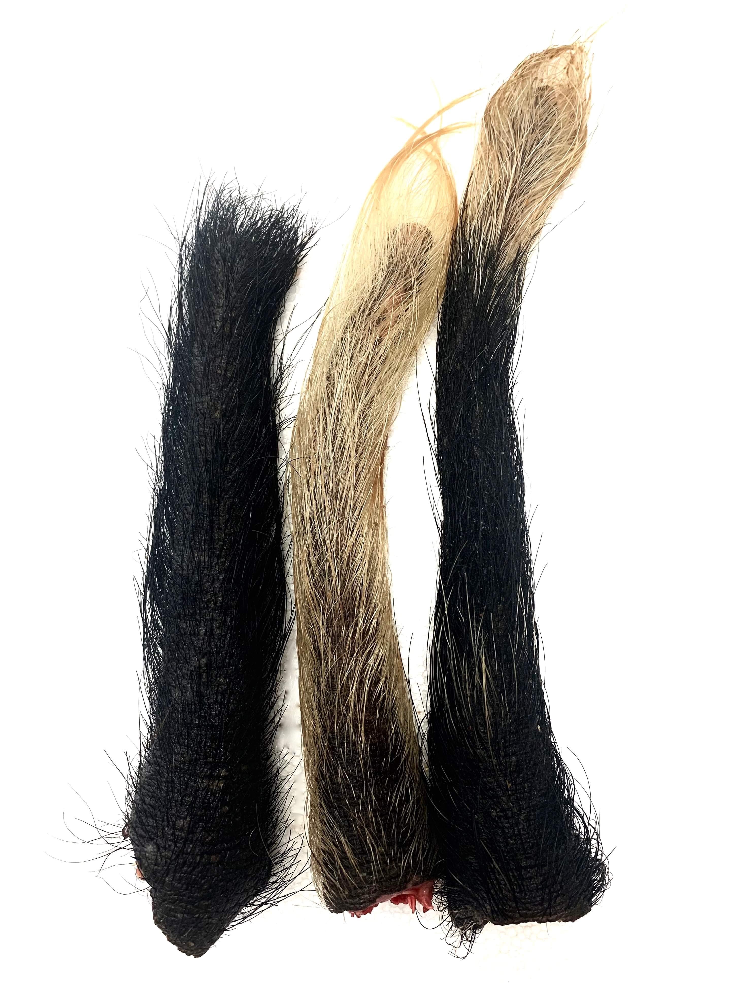 Pork Tails – Raw Feeding Miami