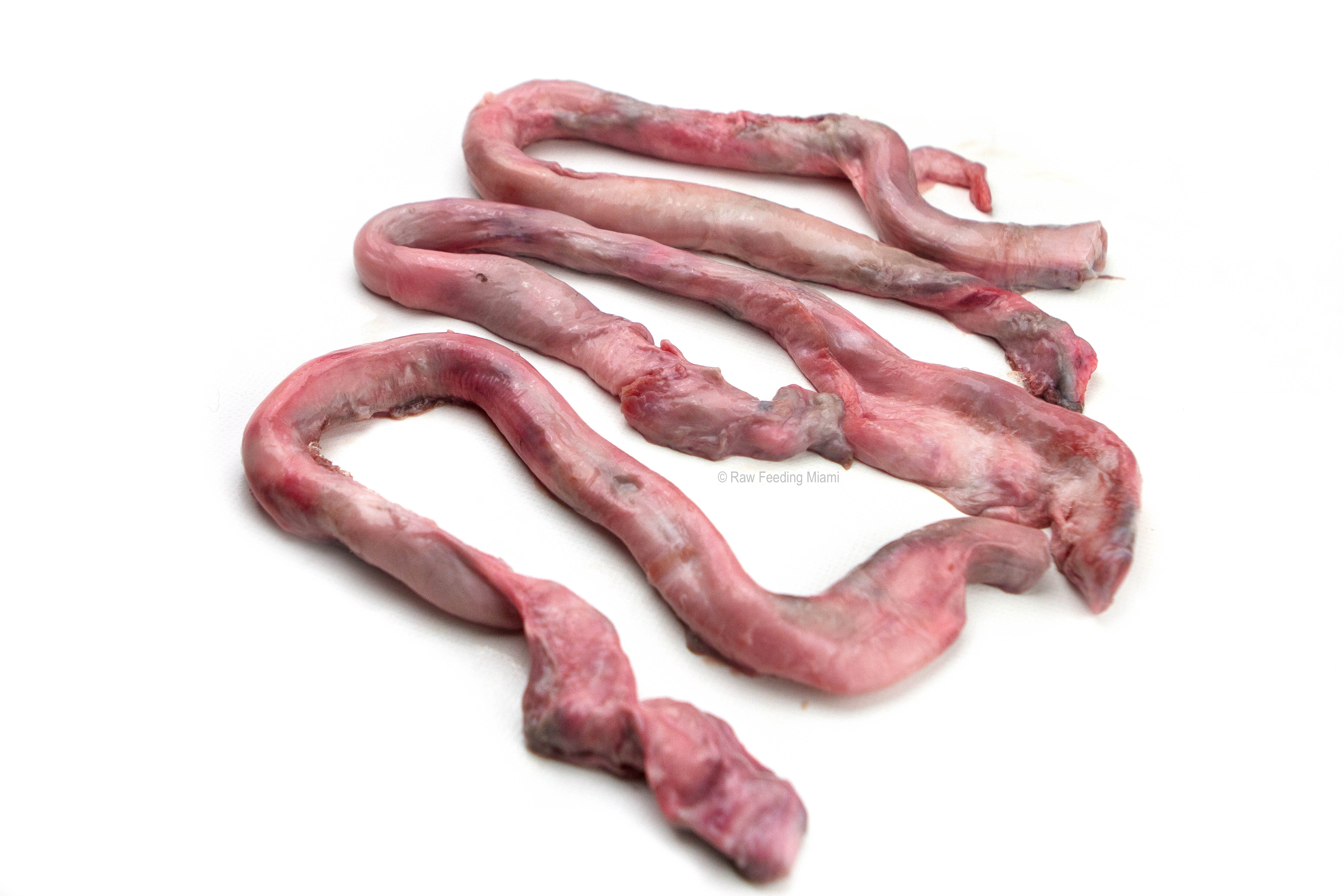 Beef Pizzles – Raw Feeding Miami