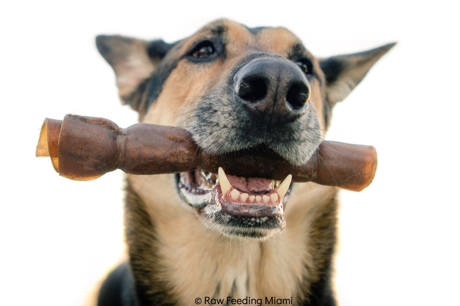 All-Natural Rawhide Rolls – Raw Feeding Miami