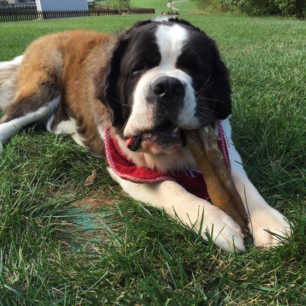 All-Natural Rawhide Rolls – Raw Feeding Miami